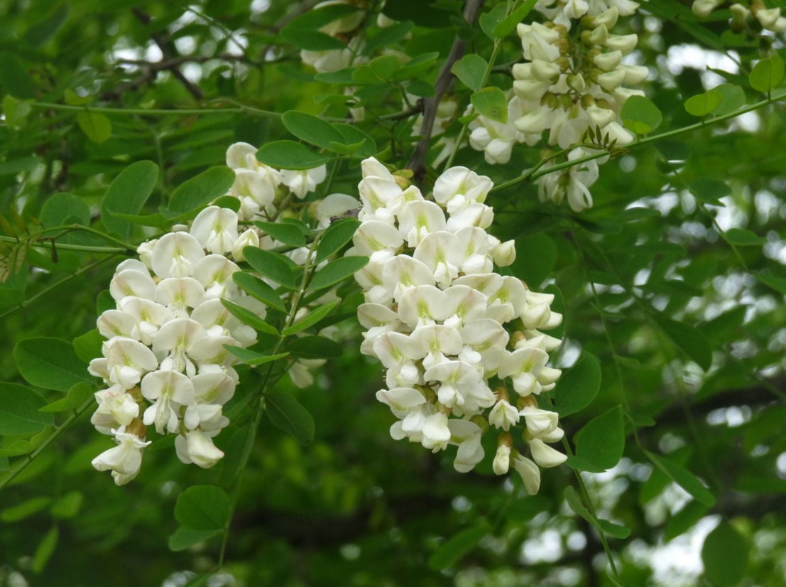 7 árboles con flores blancas - Plantateca