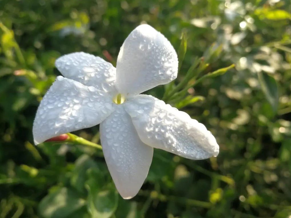 Nombres De Arboles De Flores Blancas Arbustos De Flores Blancas – El